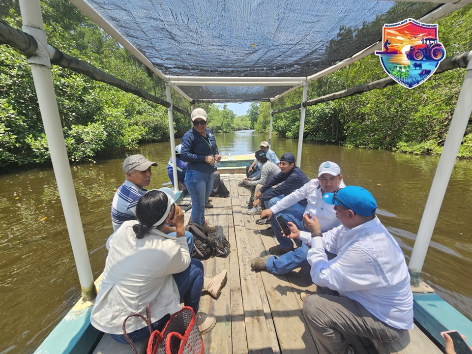 Estrategias de conservación y gestión sostenible de los manglares ...